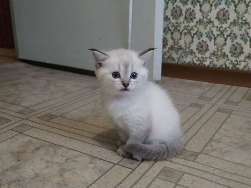 Котята тайской кошки