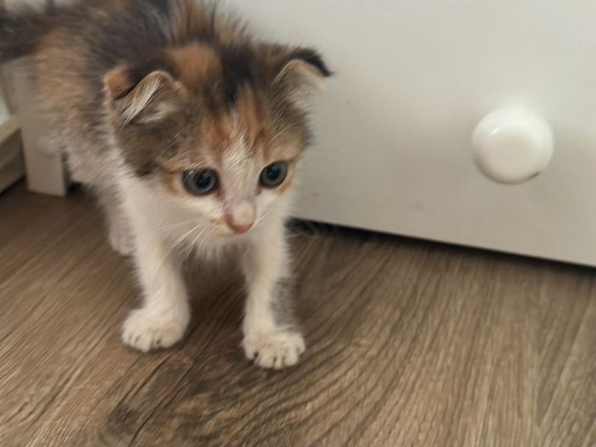 Кошка