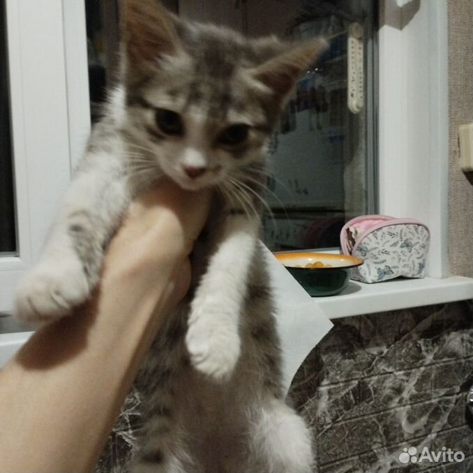 Бездомный котёнок мальчик