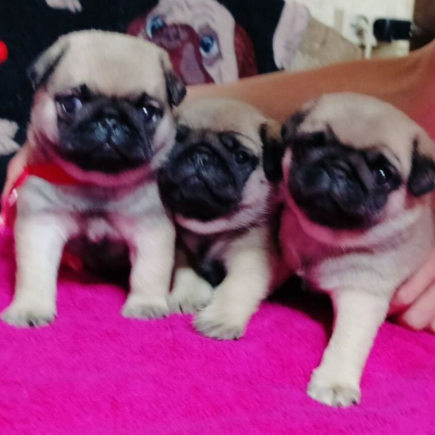 Мопс, щенок