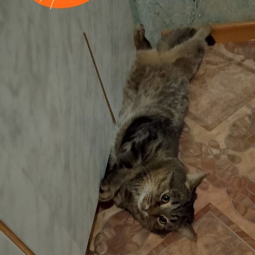 Умный сильный духом кот