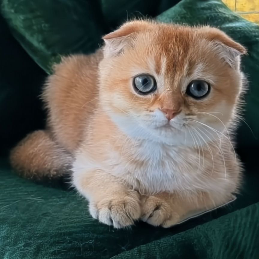 Шотландский вислоухий короткошёрстный котёнок