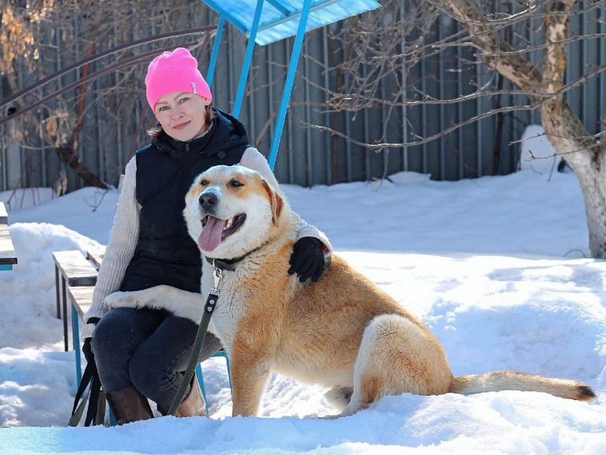 Собака в добрые руки