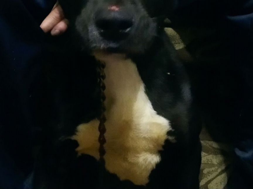 Стаф