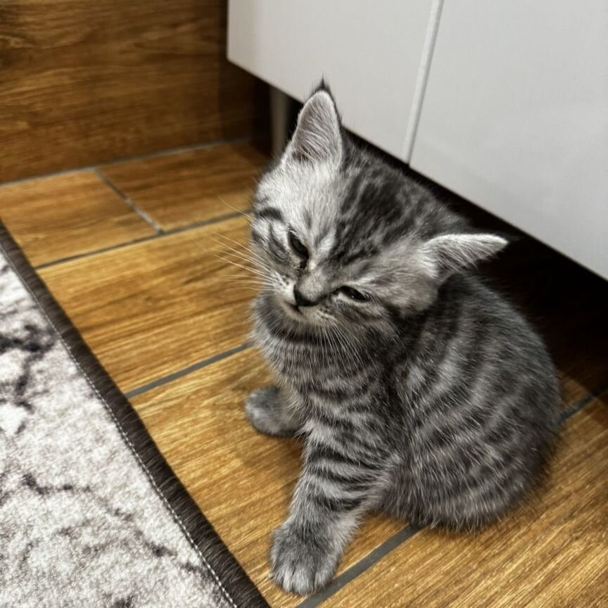 Котята