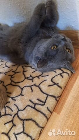 Кошечка в дар Шартрез