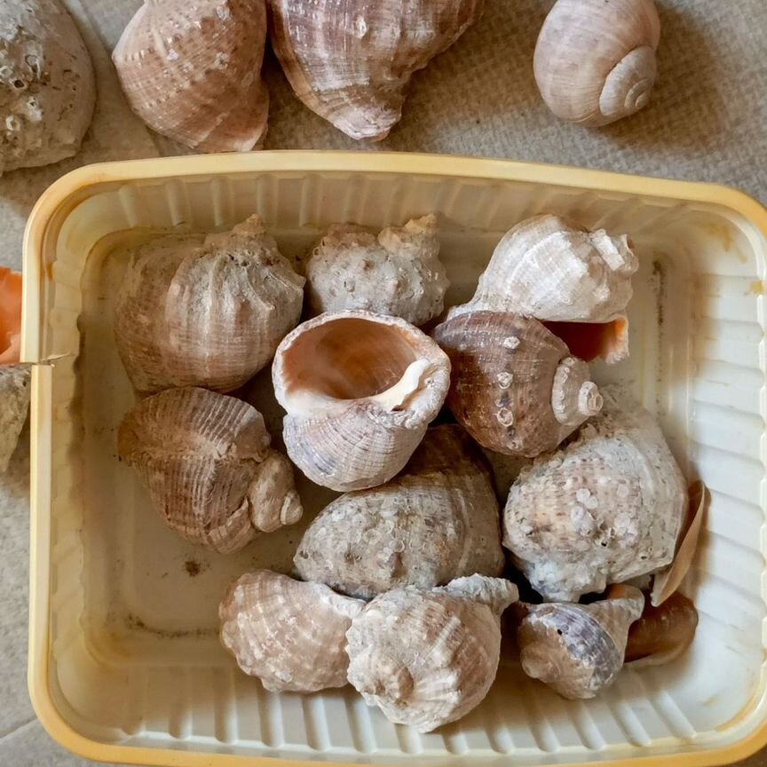 Ракушки черноморские