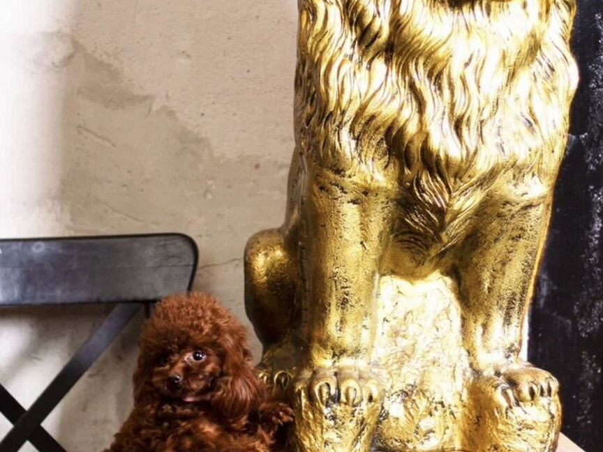 Тедди из Китая