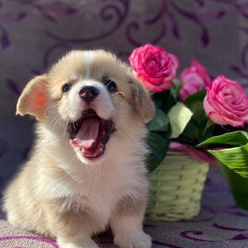 Вельш-корги пемброк