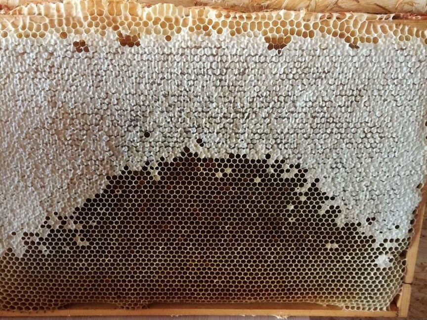 Рамки медовые медоперговые мёд