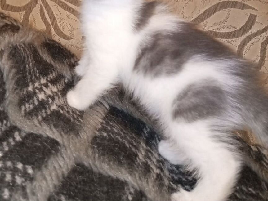 Шотландская вислоухая