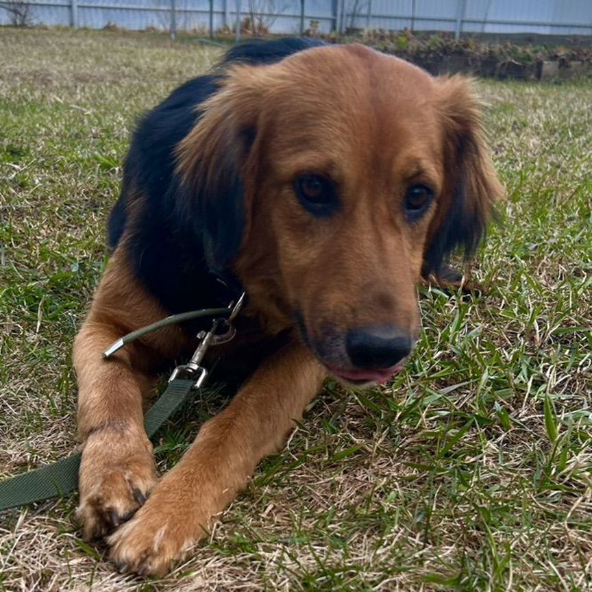 Английский спрингер-спаниель, взрослая собака