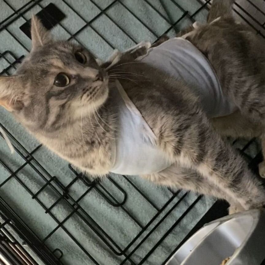 Кошка Жемчужинка в добрые руки
