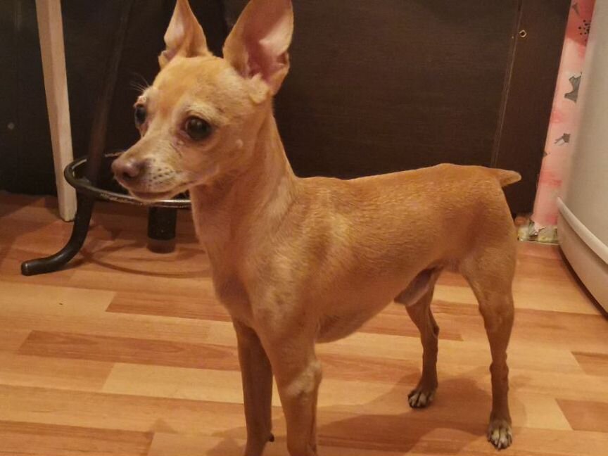 Той-терьер в добрые руки, бесплатно