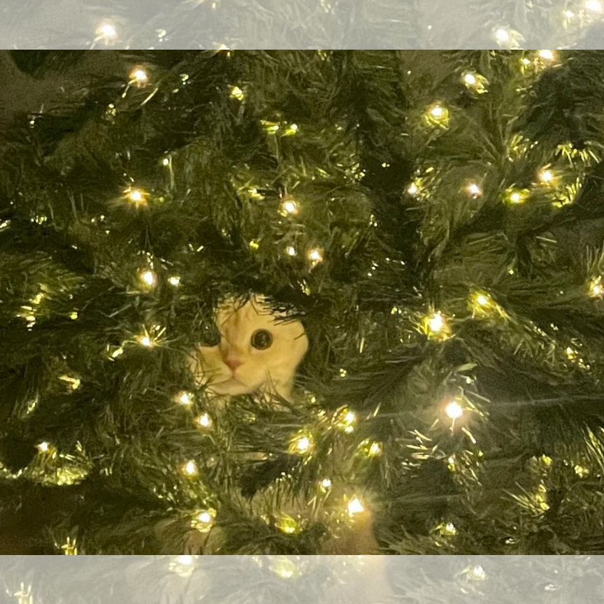 Рыжая жопка