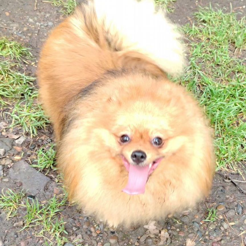 Померанский шпиц, взрослая собака