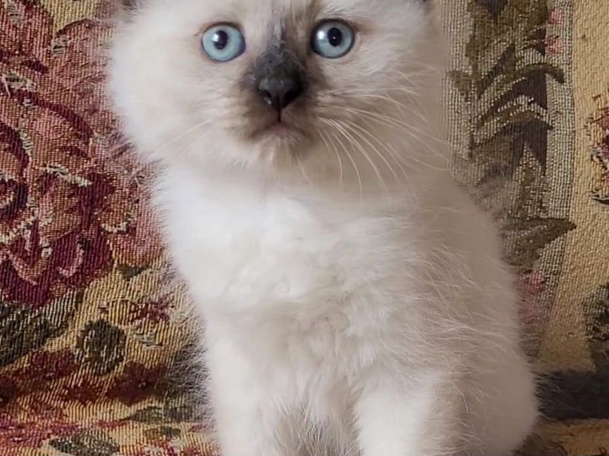 Невская маскарадная мальчик