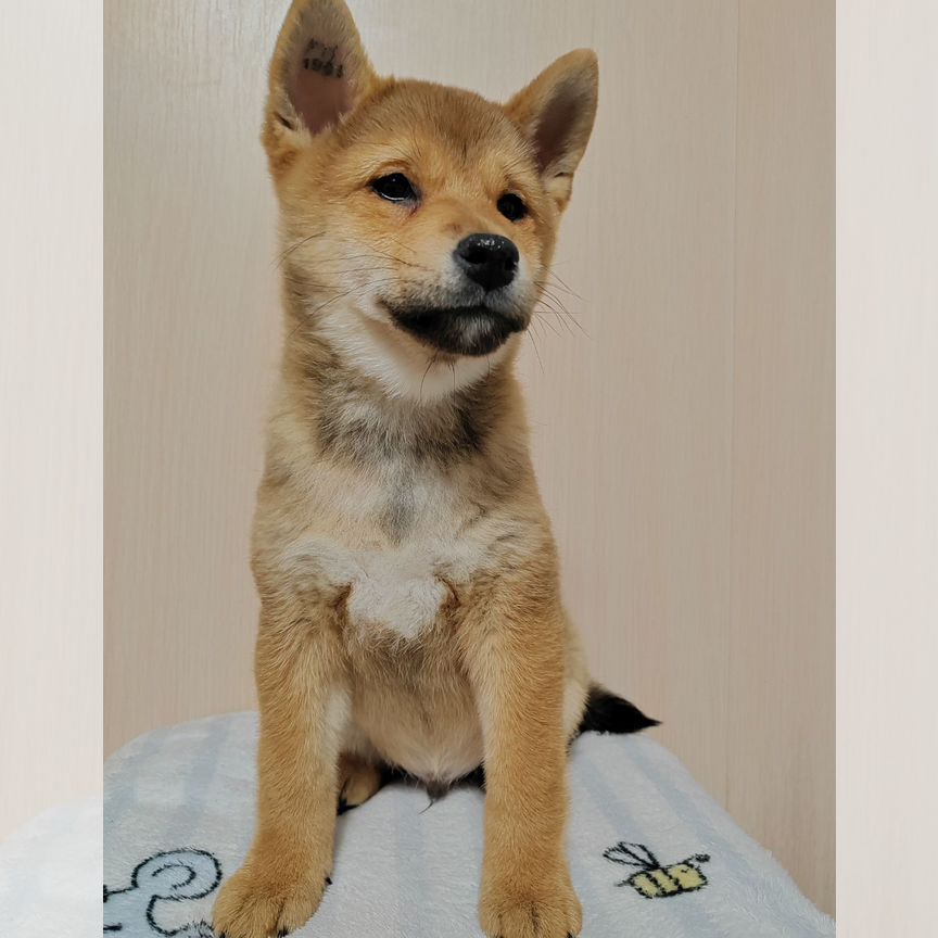 Сиба-ину, щенок