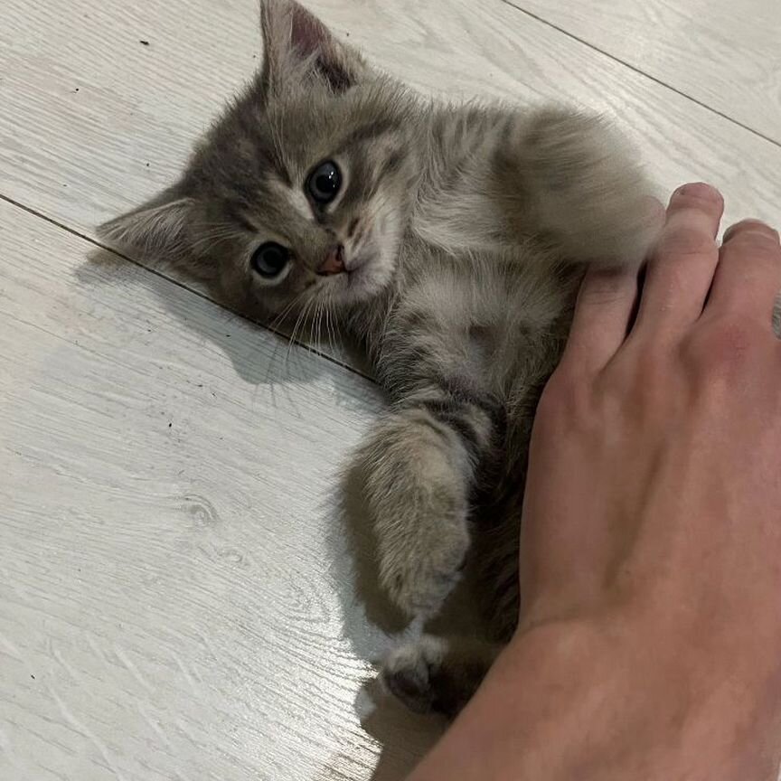 Котёнок в добрые руки