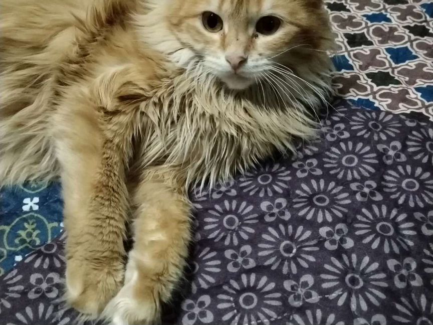 Кошечка бесплатно