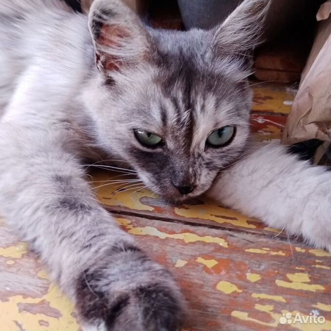 Кошечка Шанти ищет дом