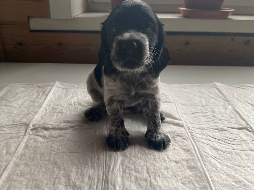 Щенки русского охотничего спаниеля