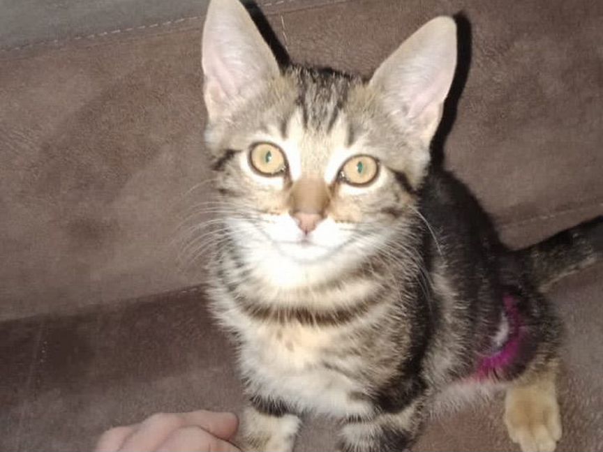 Котик тигрик