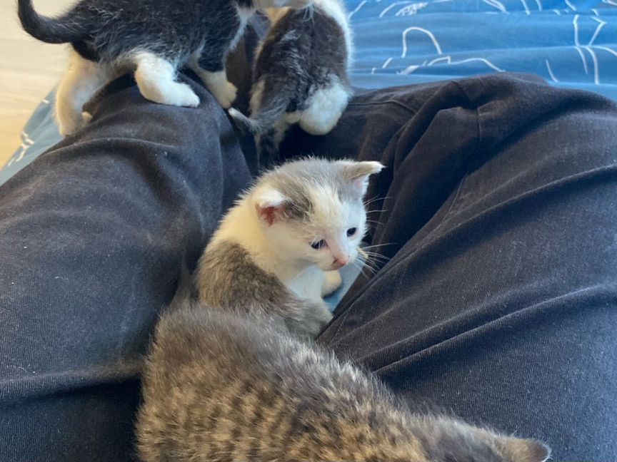 Котята