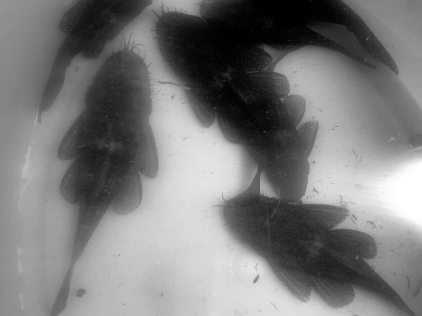 Номерные сомы