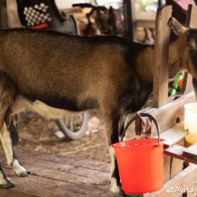 Козы дойные альпийки