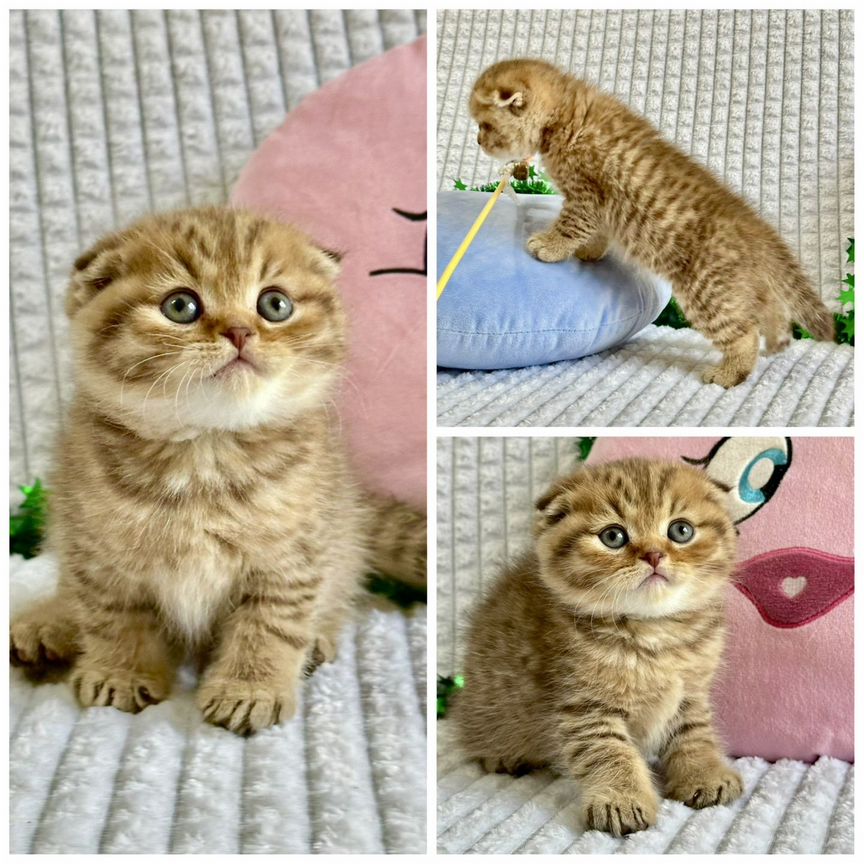 Шотландские котята шиншилла