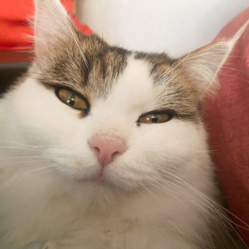 Отдам замечательную кошечку