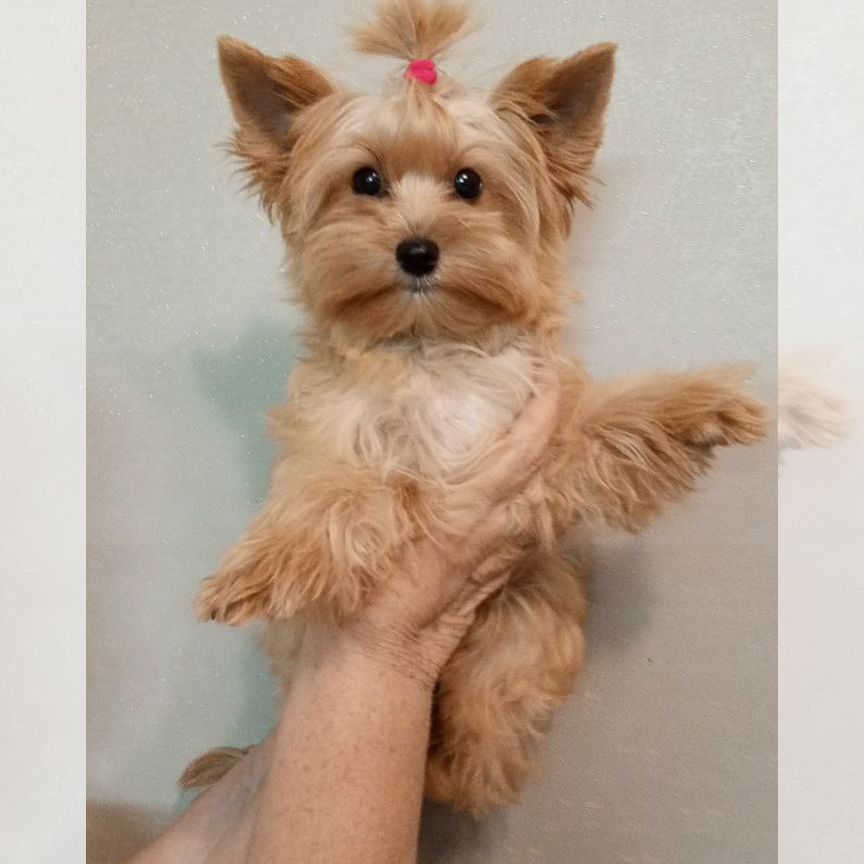 Йоркширский терьер мини щенки