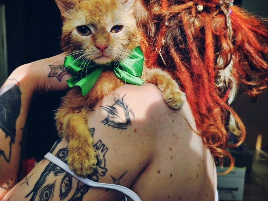 Кошки разные