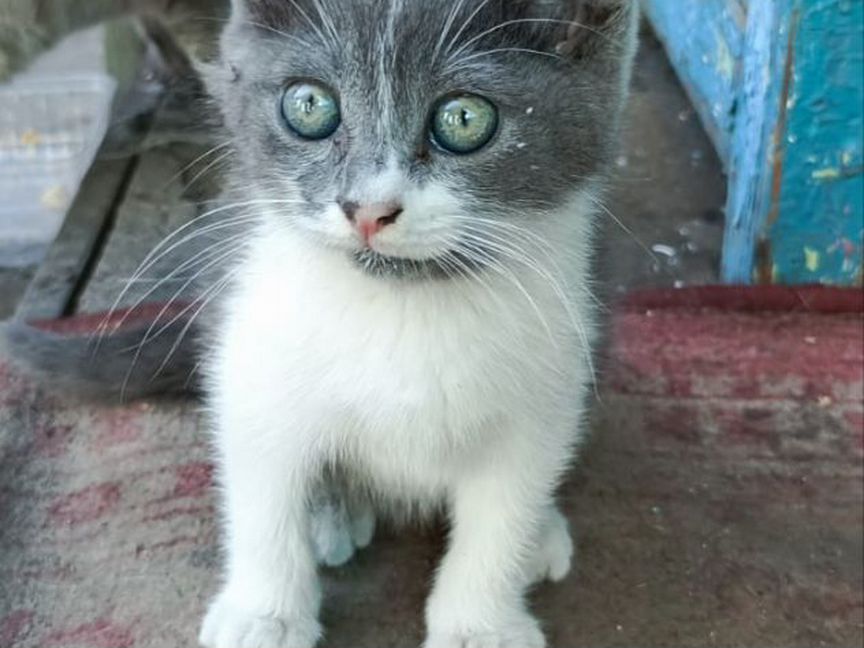 Котёнок в добрые и хорошие руки)