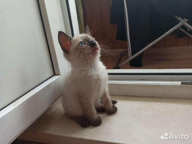 Тайские котята