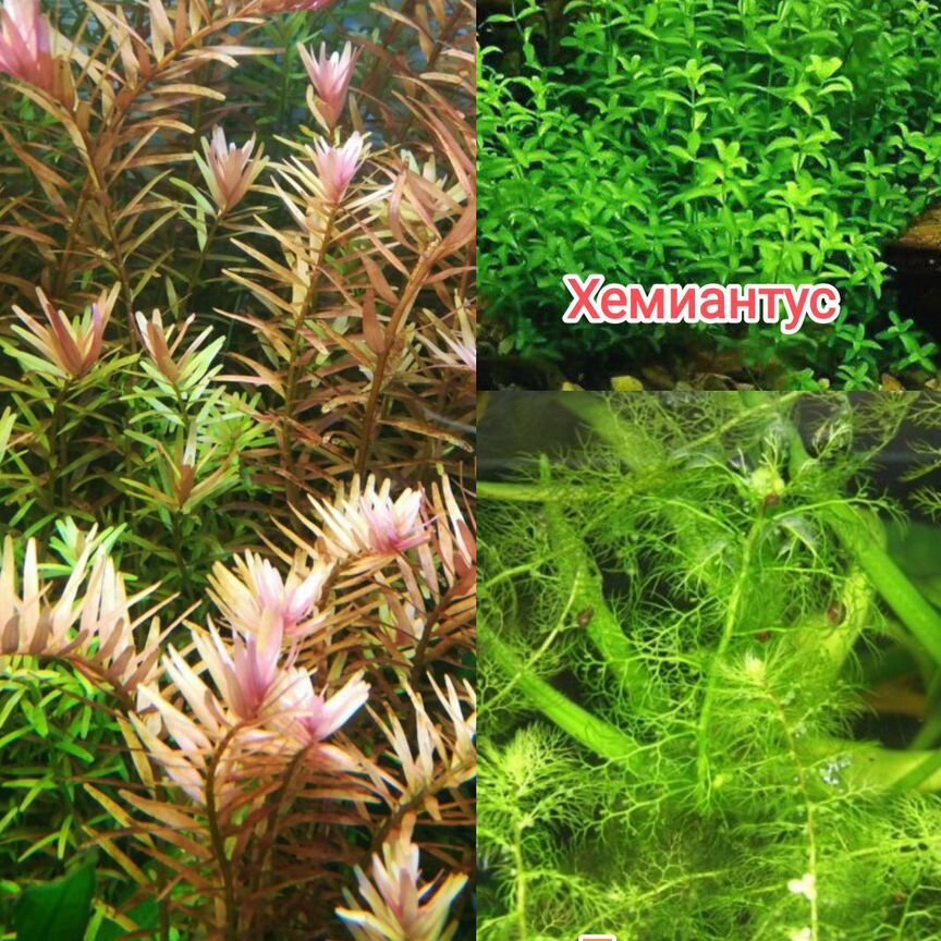 Набор растений для аквариума