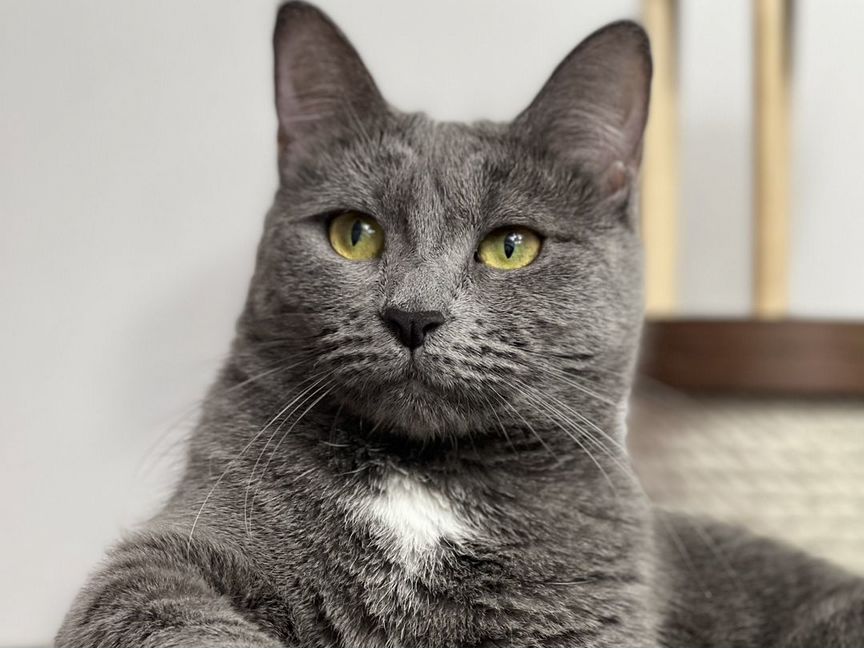 Лиза 2 года ищет надёжную семью