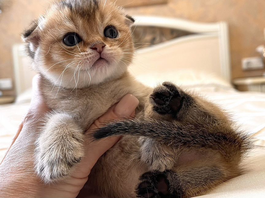 Вислоухий котенок 1 мес