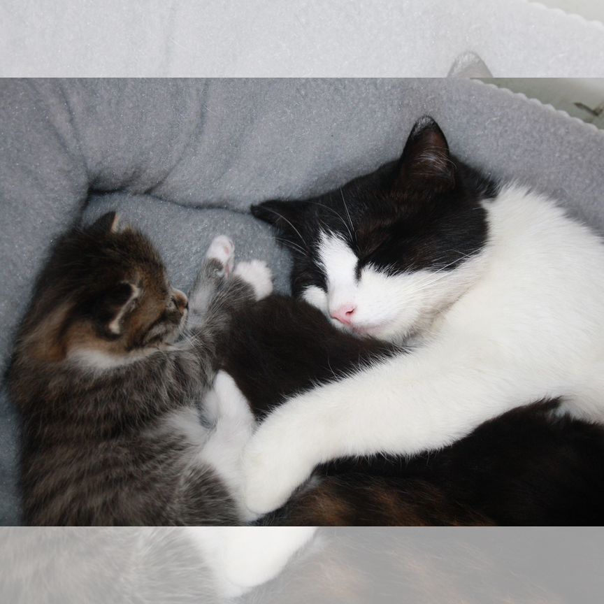 Котёнок в добрые руки