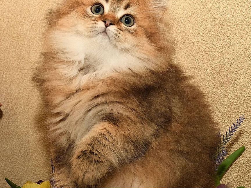 Золотой Длинношерстный Шотландец 2,5 мес