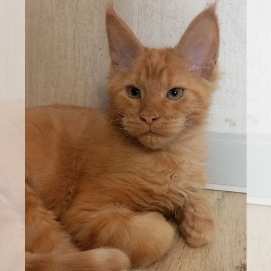 Котята мейн-кун чемпионские корни