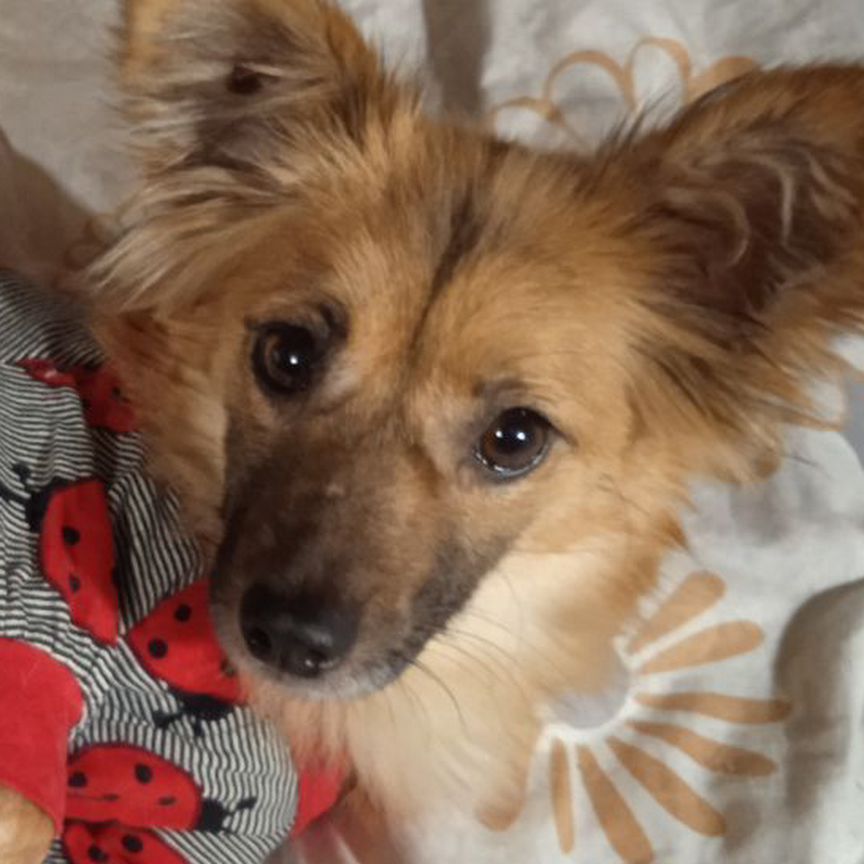 Взрослая собака в добрые руки