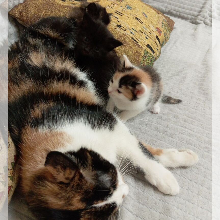 Котёнок в добрые руки