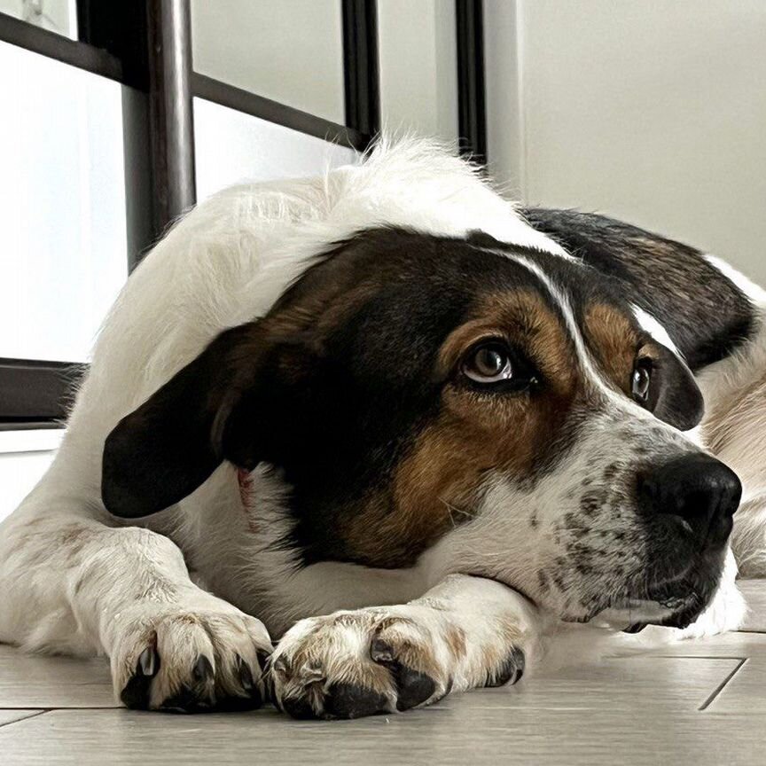 Невероятная собака ищет семью