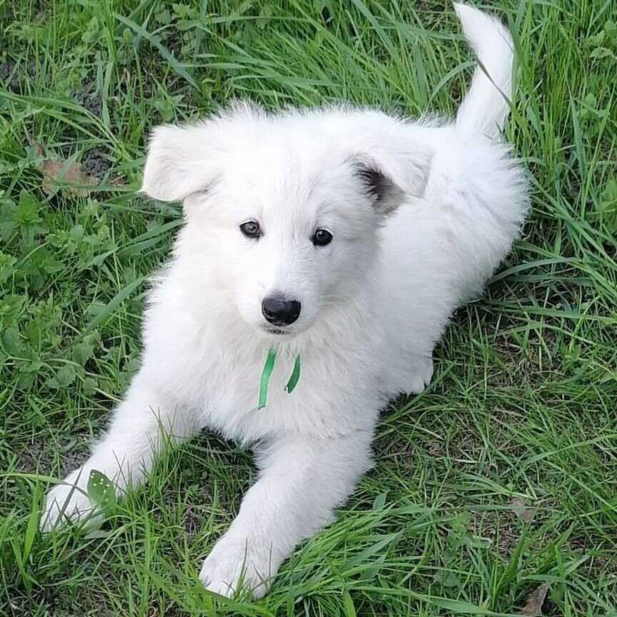 Щенки белой швейцарской овчарки