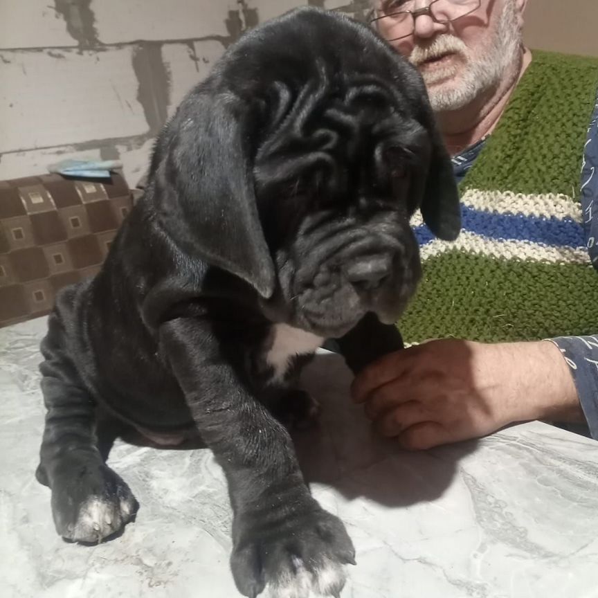 Мастиф щенки