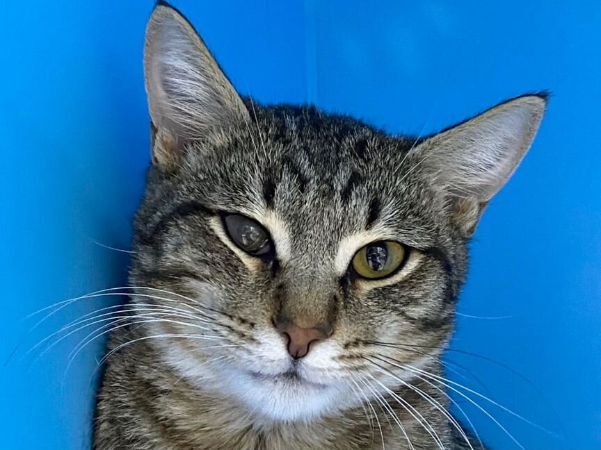 Самый смешной котенок
