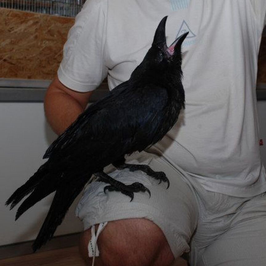 Черный ворон