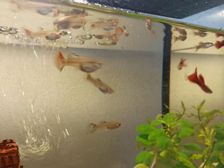 Рыбки аквариумные, гупи